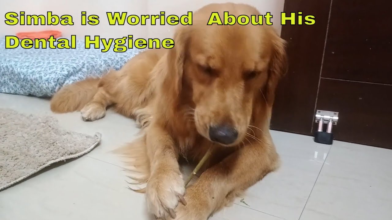 Simba Got Worried for His Dental Hygiene | Dog Brushing His Teeth ...