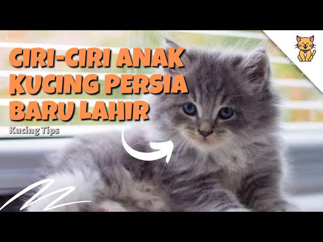 Anak Kucing Anggora Abu Abu