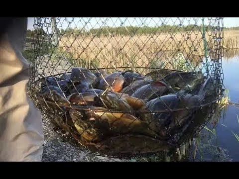 Shore Fishing Around Toronto 3 Port Perry 加拿大多伦多周边岸钓 （三） Port Perry ...