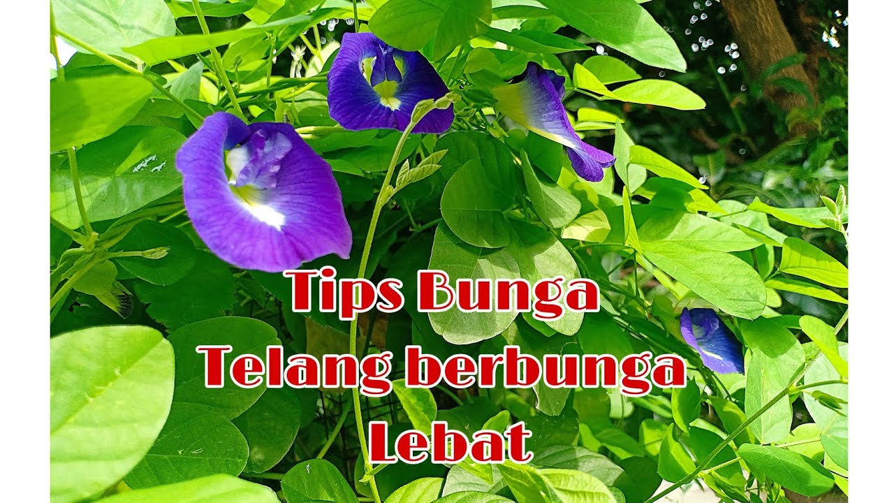 Tips Bunga Telang berbunga Lebat - Bunga Telang Rajin Berbunga ...