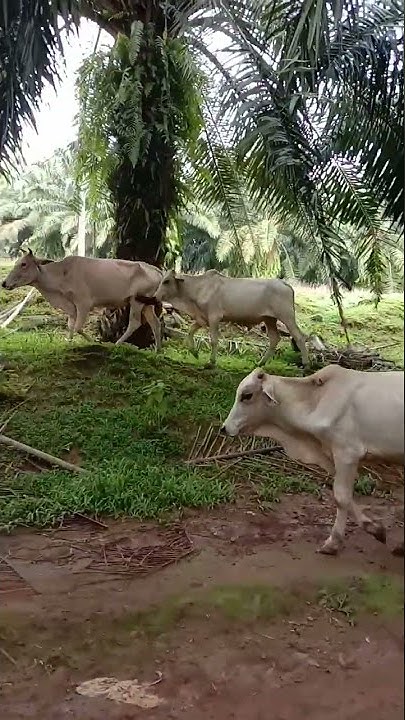 induk sapi kawin alami - YouTube