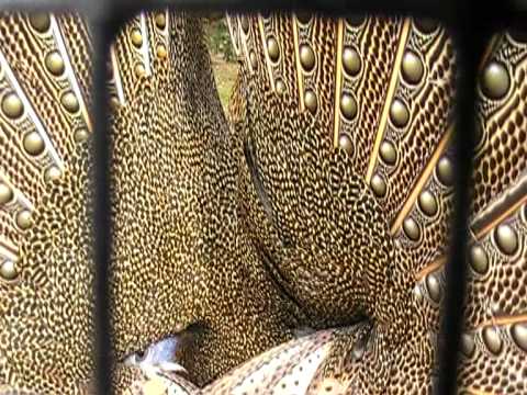 great argus pheasant display - YouTube