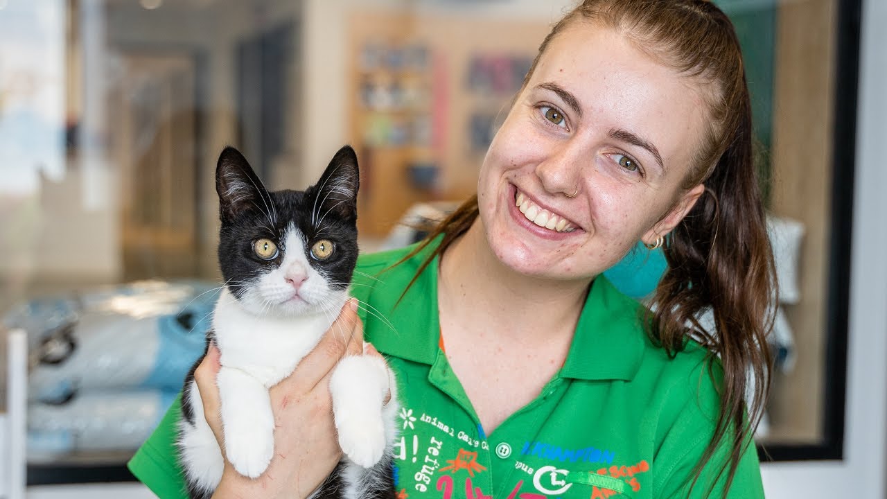The Buzz - What It's Like To Be An RSPCA QLD Animal Attendant - YouTube