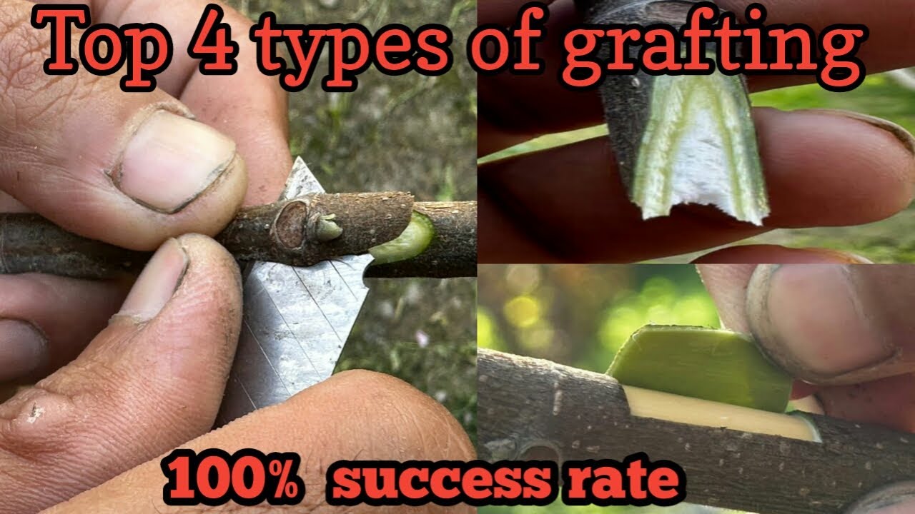 Top 4 ways to Graft fig tree with 100% success / Fruits tree grafting ...