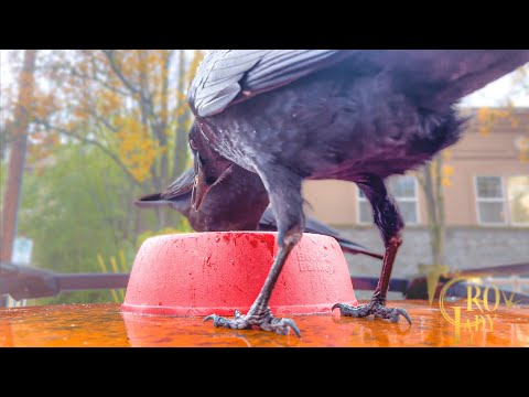 Crow Cam: Family Fun Center