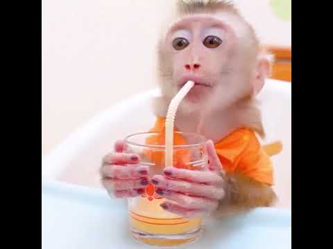 Monkey Pupu stays home alone and takes care of himself - YouTube