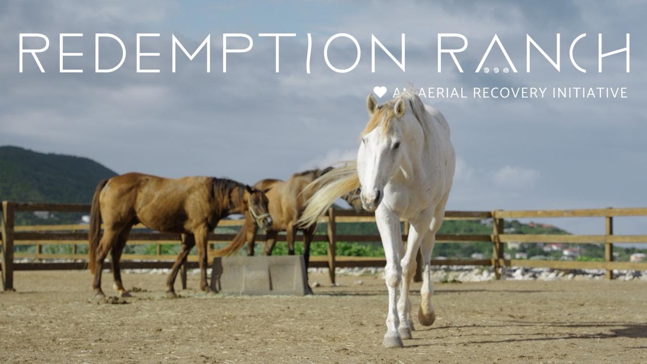 Redemption Ranch | Healing Through Rescue: A Sanctuary in the BVI 🐴 ...