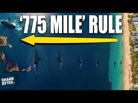 This One Rule Explains Why Offshore Sharks are SO Big!