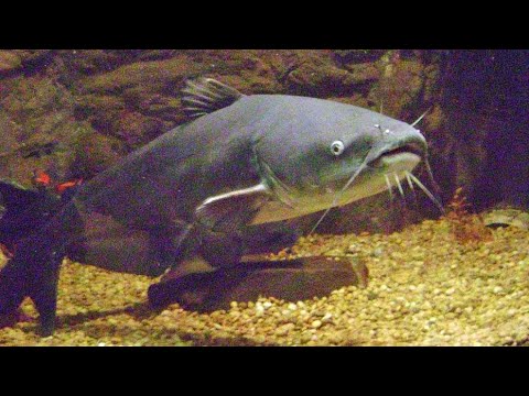 How to make a catfish throw line - YouTube