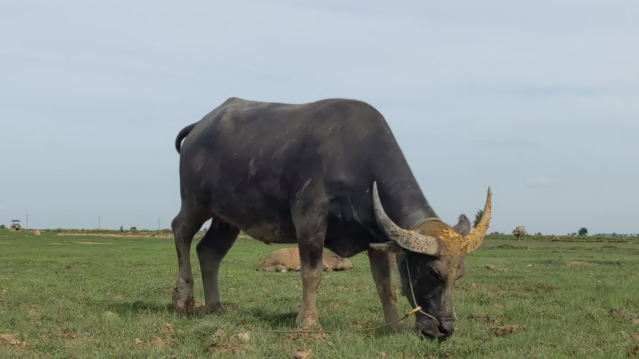 Big buffalo eating grass #buffalo - YouTube