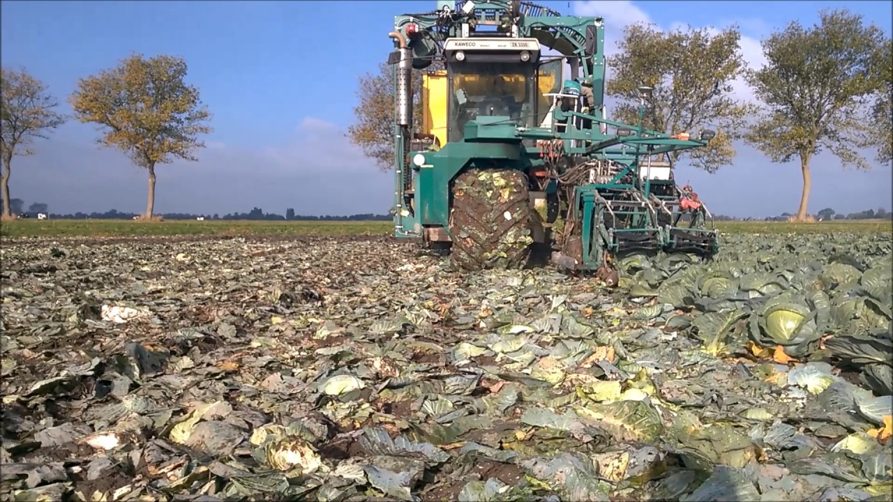 Self-propelled cabbage harvester! - YouTube