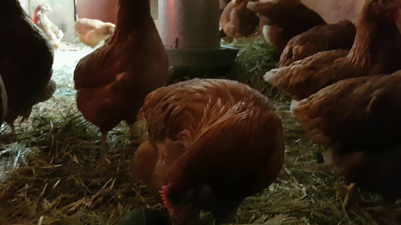 Bovans Brown laying hens - YouTube