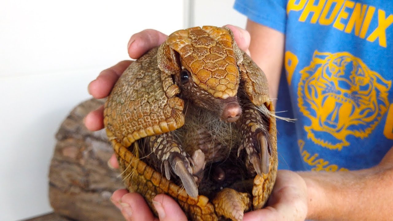 Meet Princess Buttercup the Southern Three-Banded Armadillo - YouTube