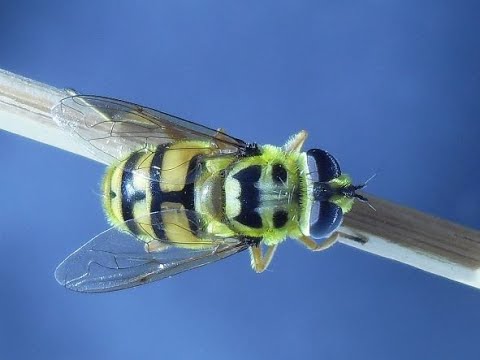 SIRFIDI. PILLOLE DI ENTOMOLOGIA MATESINA. - YouTube