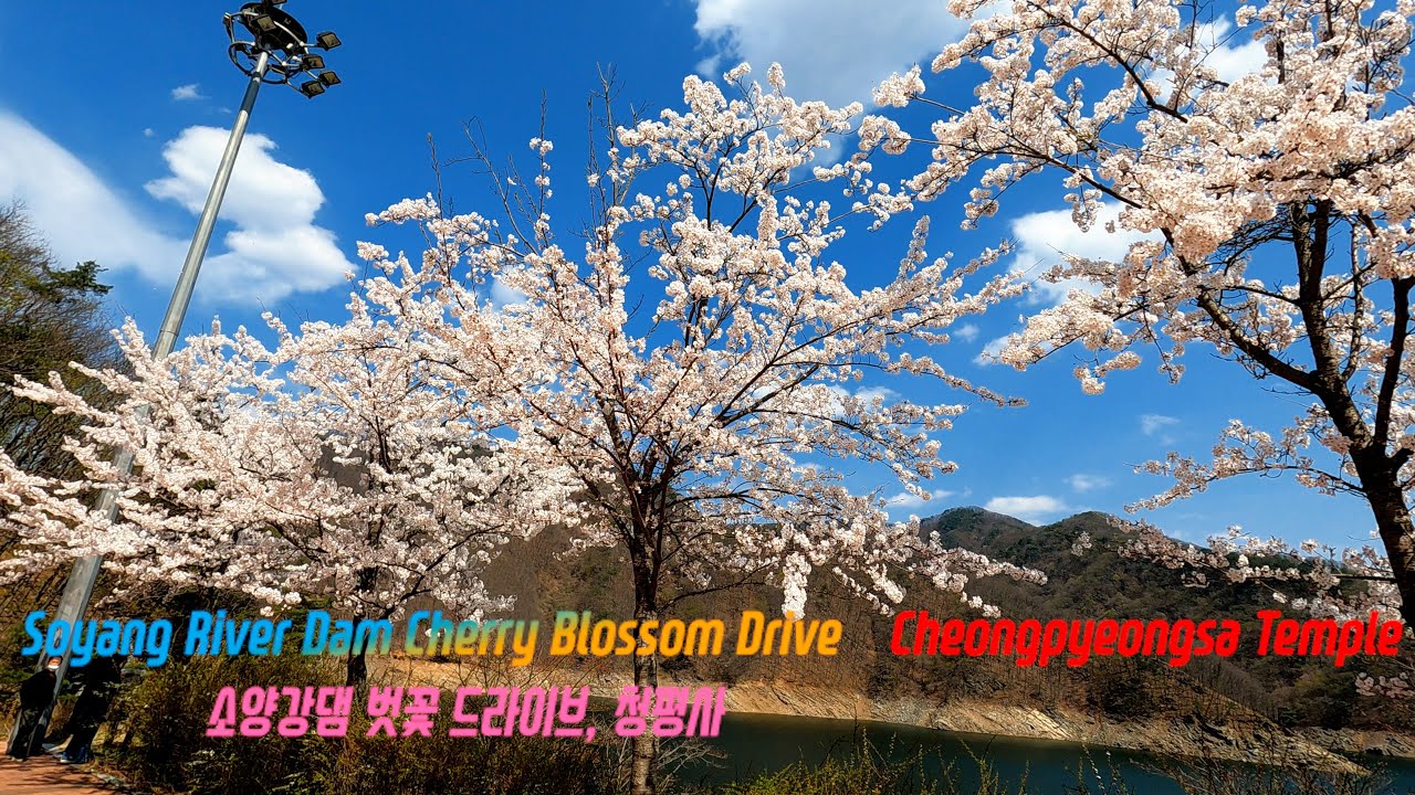 [4K] Soyang River Dam Cherry Blossom Drive,Cheongpyeongsa Temple ...