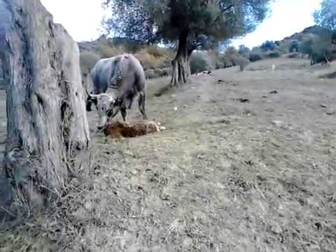 Parto vacca razza Podolica 1 - YouTube