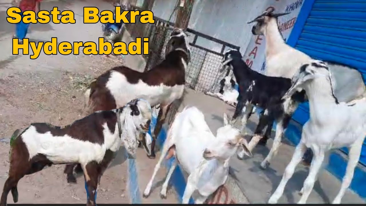 Sasta bada bakra Hyderabadi cross big size male available - YouTube