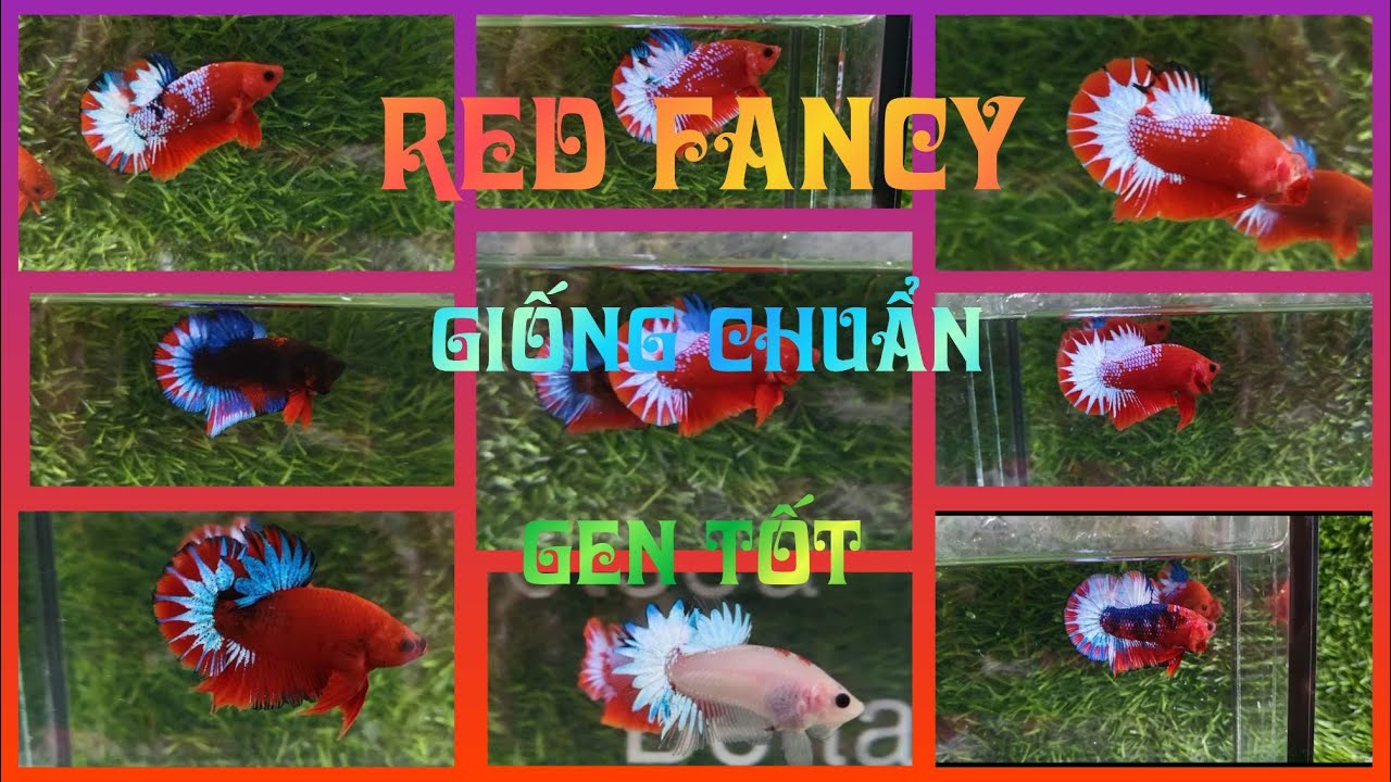 Đợt cá 05 - 09 - 2023 | Red Fancy Star Tail | Betta giá học sinh ...