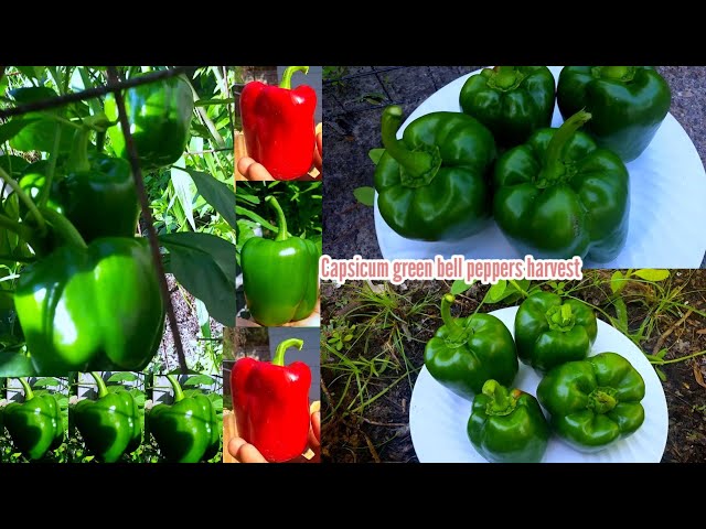 When To Pick Green Peppers Harvest And Store Chilies Correctly: Timing