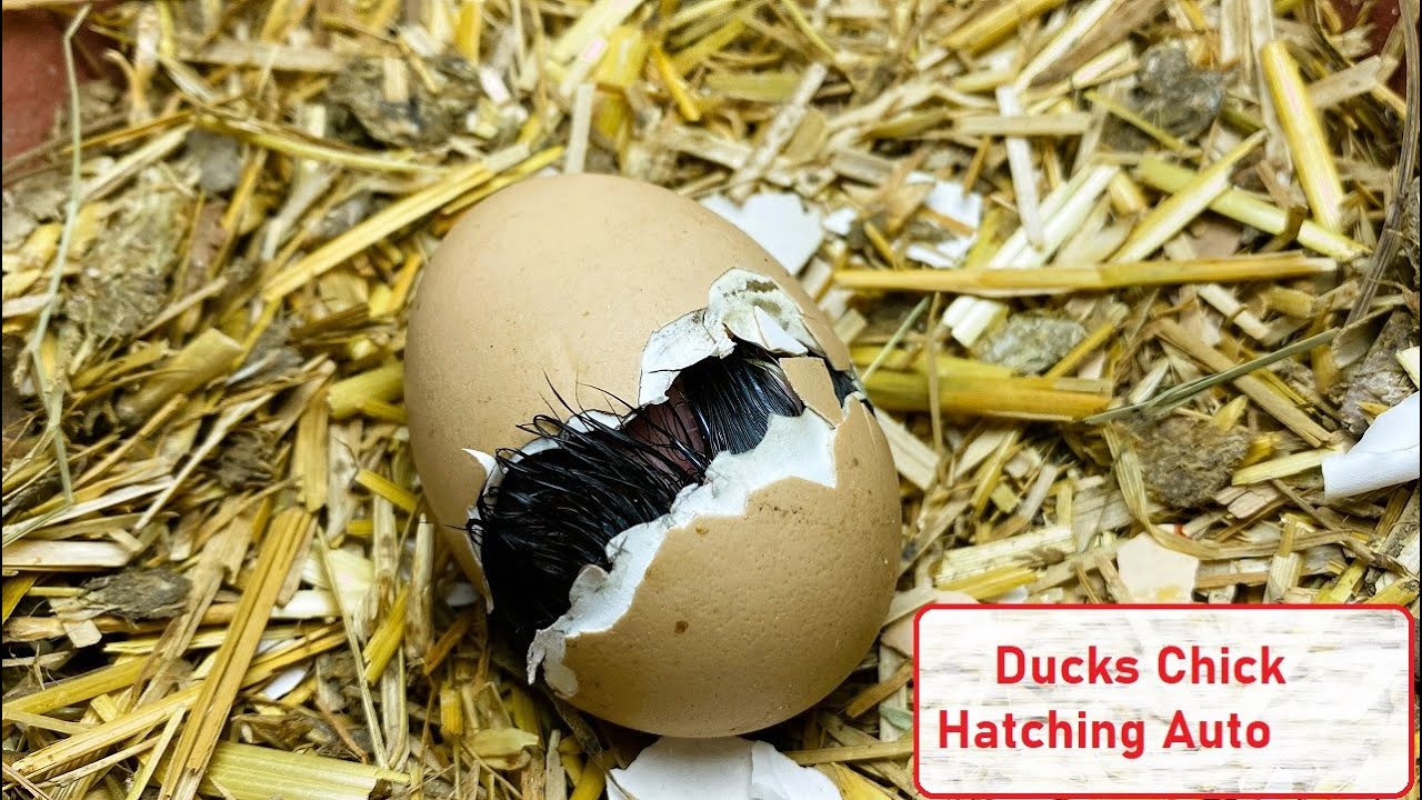 Cute Baby Duck Chicks hatching without Incubator And Harvesting - YouTube