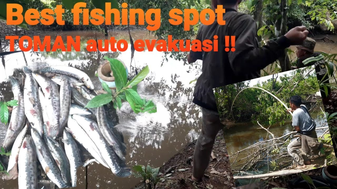 Mancing Ikan Toman Di Spot Terbaik | Traditional Snakehead Fishing ...