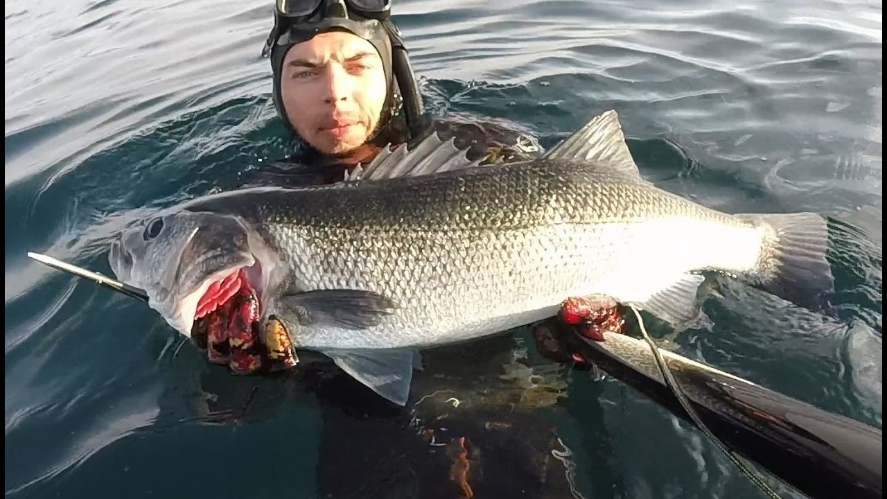 Gros Bar 5,5kg - Chasse sous marine Glénan 2016 | Spearfishing Big ...