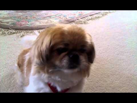 Pekingese barking on command - YouTube