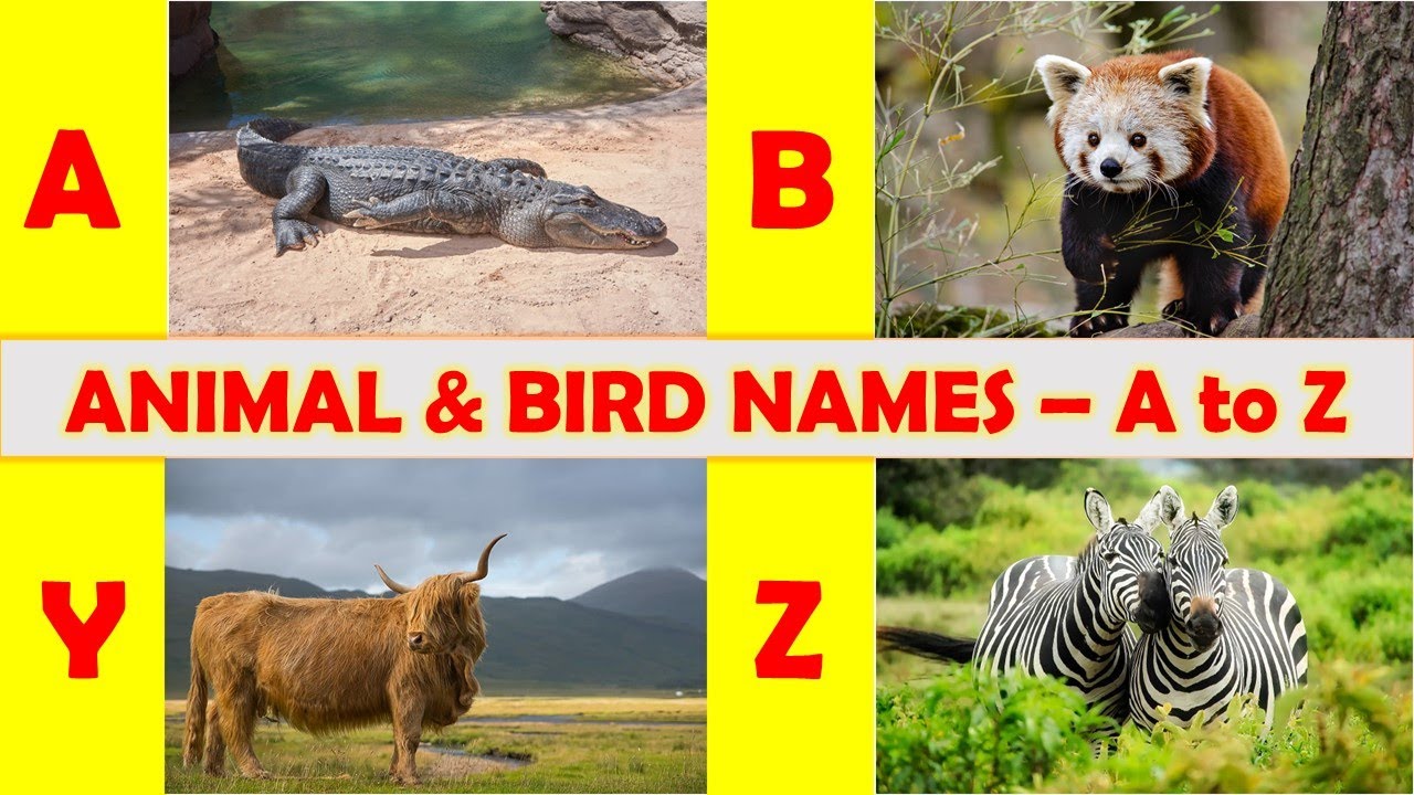 Animal Name | Bird Name | ABC Animal & Birds Name | ABC Animal & Birds ...