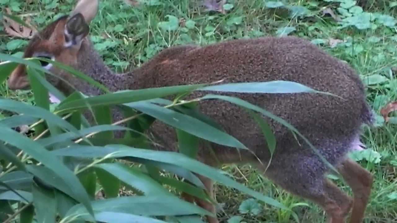 Kirk's Dik-Dik Funny Eating - YouTube