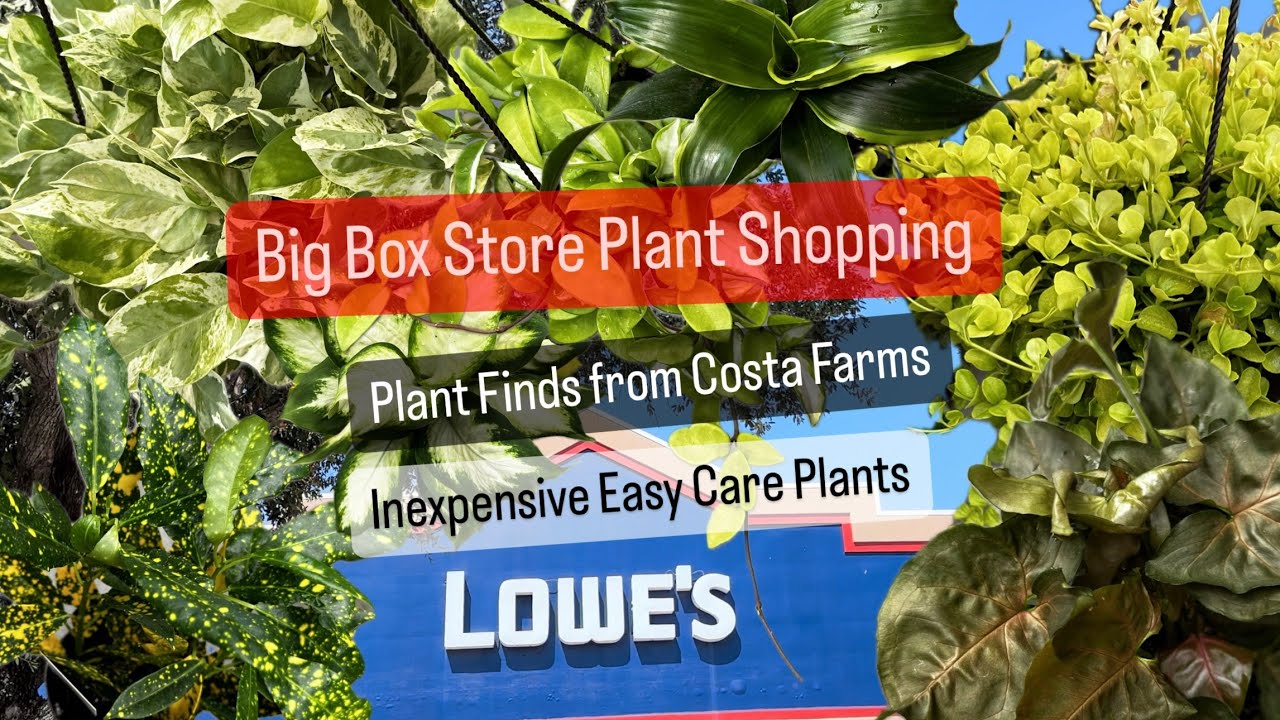Big Box Store Plant Shopping Lowe's Costa Farms Houseplants Inexpensive ...