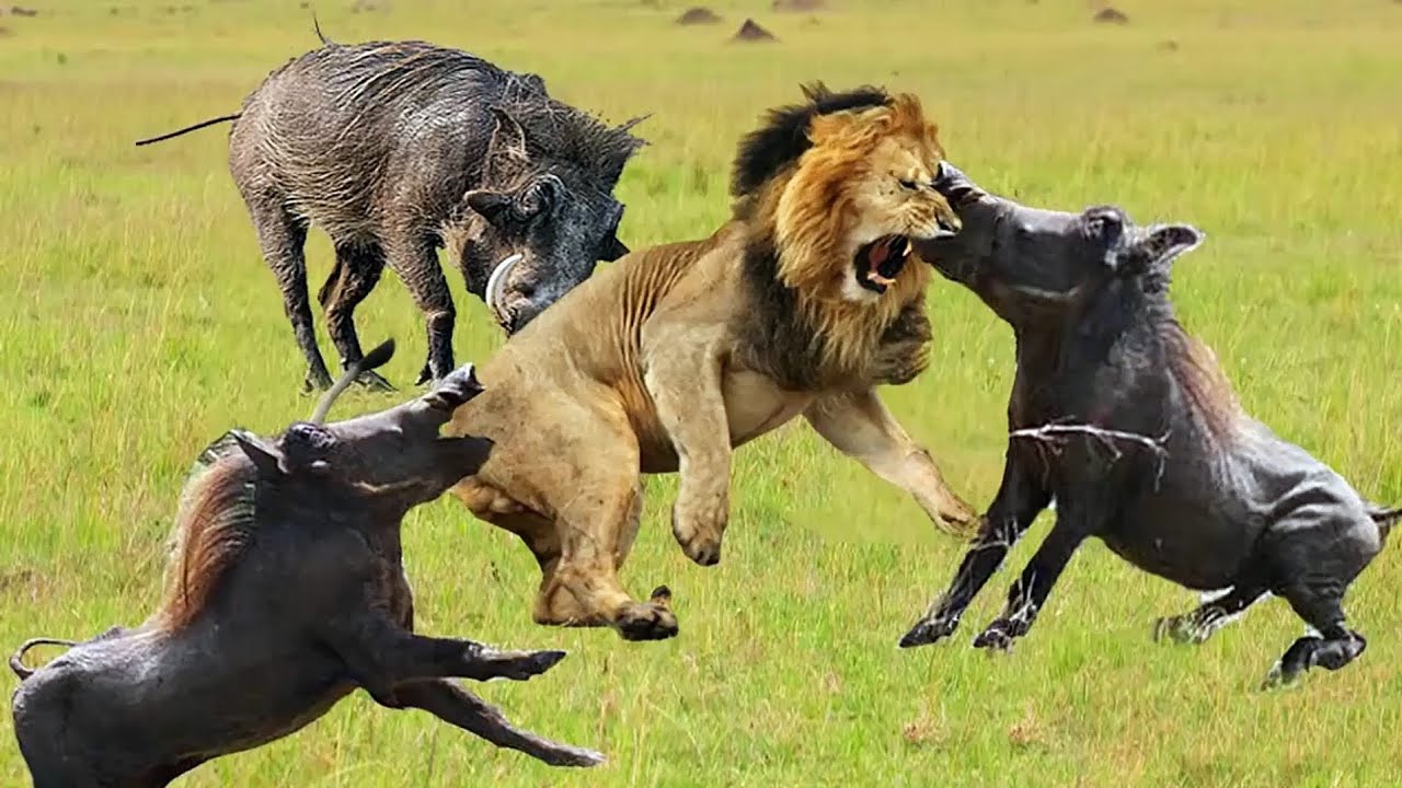 Warthog vs Lion vs Hyenas vs Leopards, See Who Won in this Bloody ...