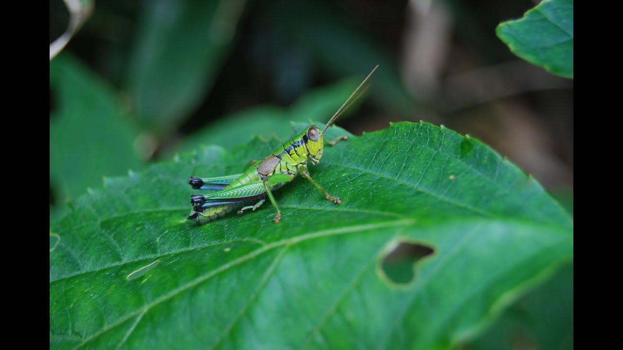 Grasshopper Youtube 1731