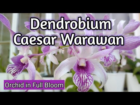 Dendrobium Caesar Warawan Orchid in full bloom - YouTube