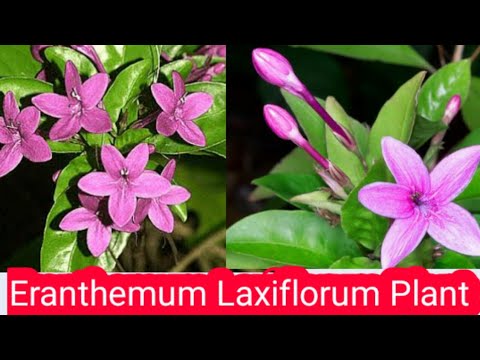 Shooting Star/Blue Tagar/Eranthemum Laxiflorum Plant Care - YouTube