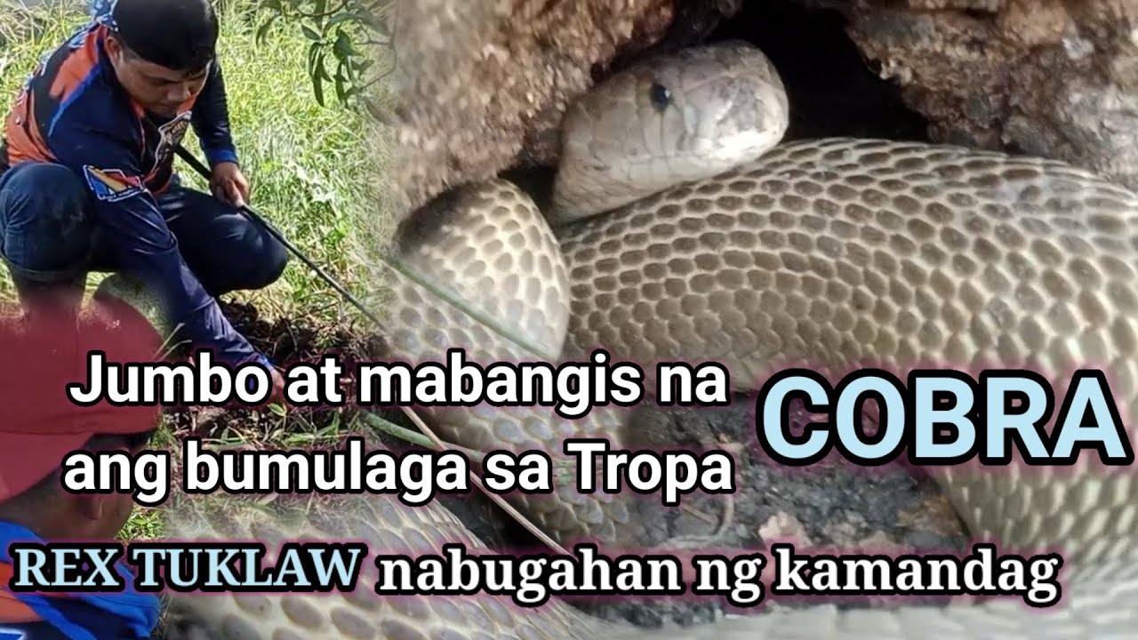 Jumbo at Mabangis na COBRA Ang bumulaga sa Tropa.... Rex tuklaw ...