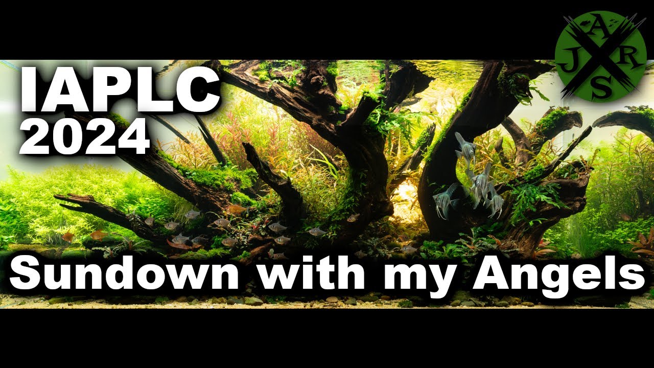 IAPLC 2024 Wettkampf Aquarium | Das Endergebnis | JR Aquascaping - YouTube