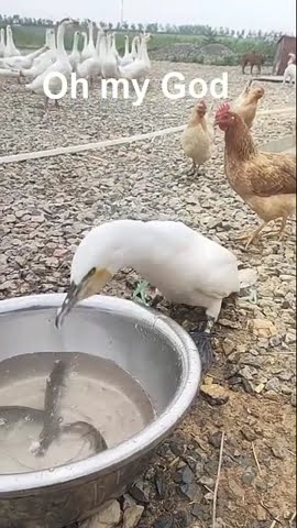 Ăn thế này thì ai nuôi được #shorts #animals #ngan #nuoingong #birds ...