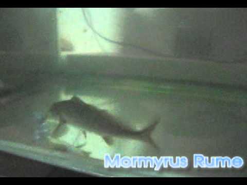 Mormyrus Rume (B01) - YouTube