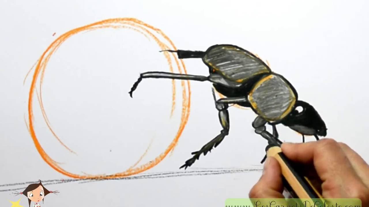 Comment dessiner un scarabée bousier - YouTube