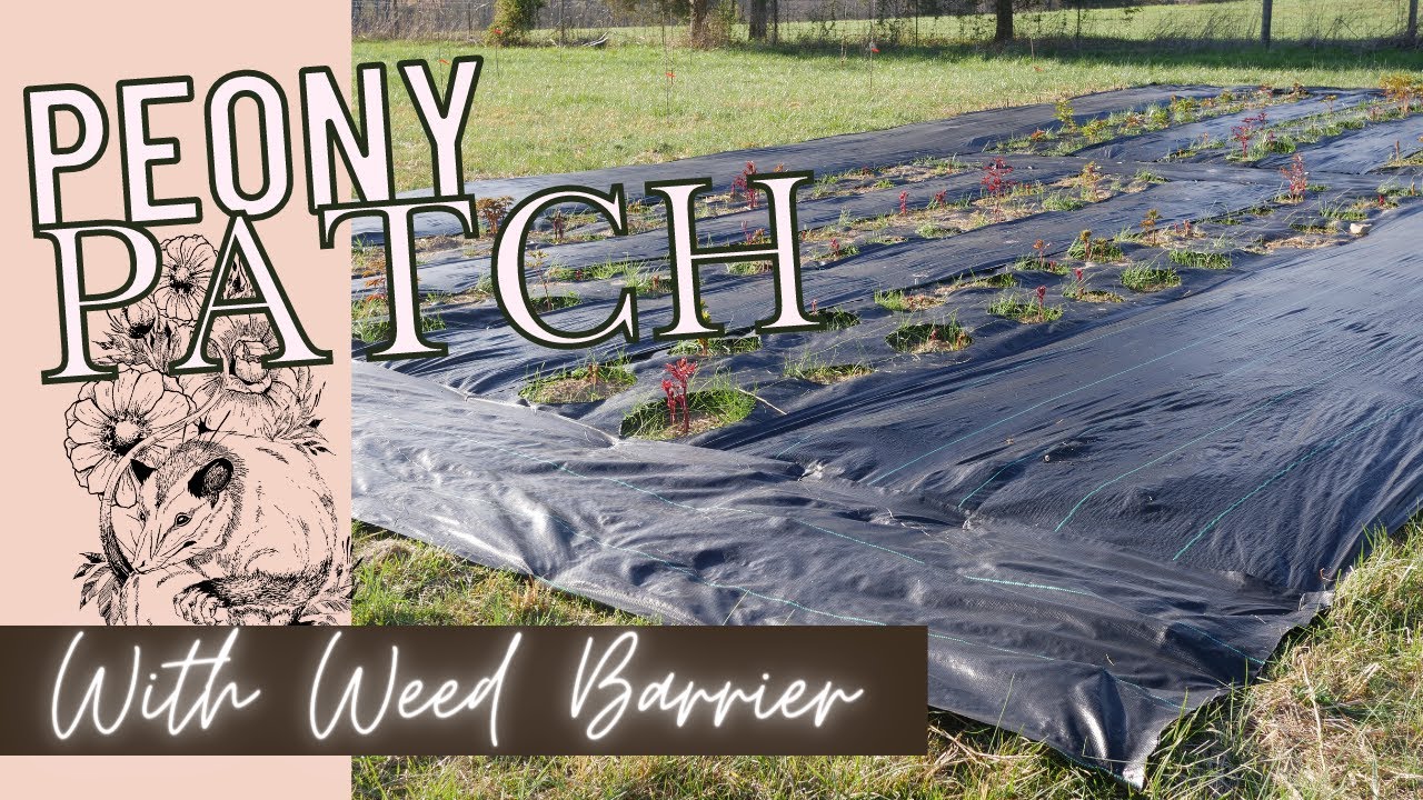 Planting My First Peony Patch // Laying Weed Barrier Landscape Fabric ...