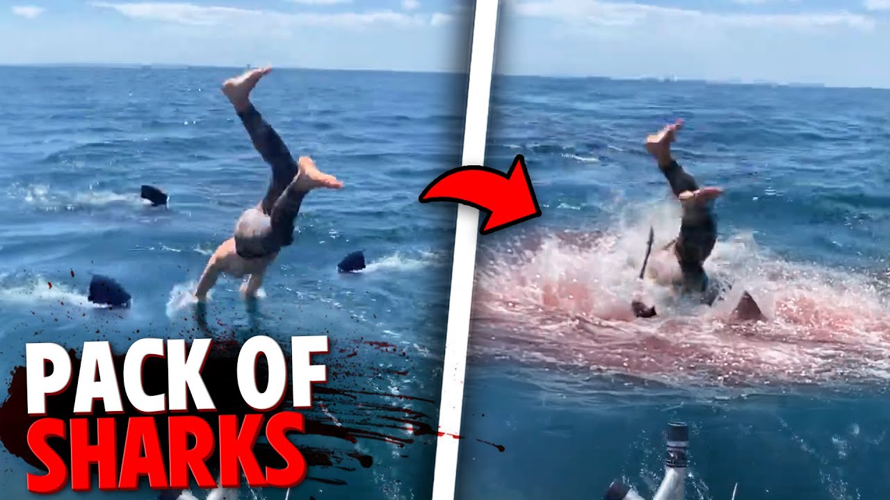 This Man Gets Eaten Alive By PACK OF SHARKS After Jumping On Them ...
