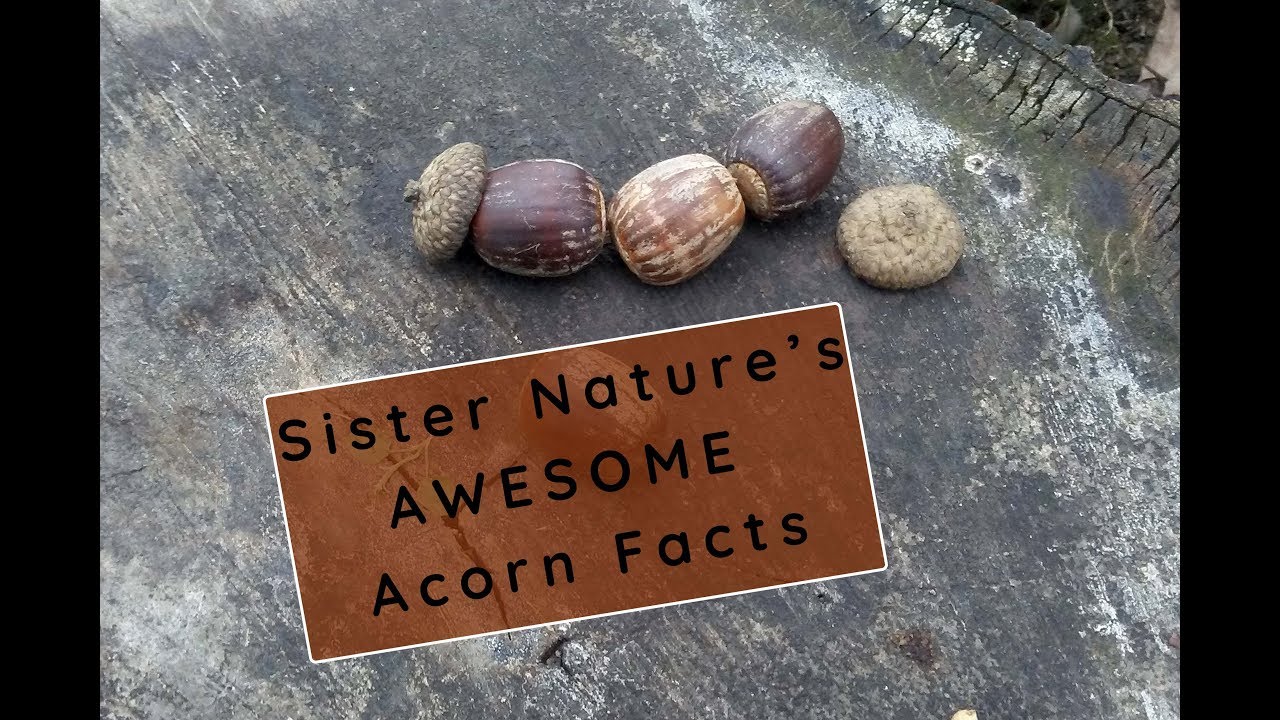Sister Nature Season 1 | Acorns - YouTube