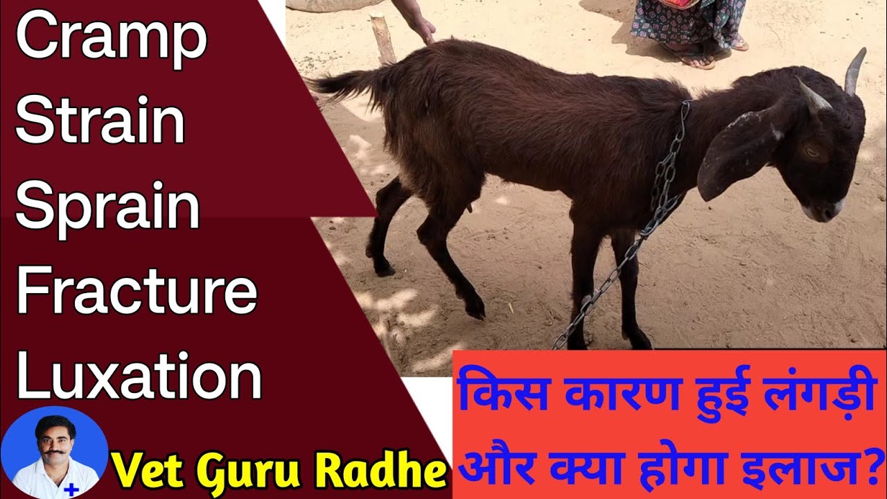 Lameness in a Goat ।। Myositis ।। Cramp ।। Strain ।। Fracture ...