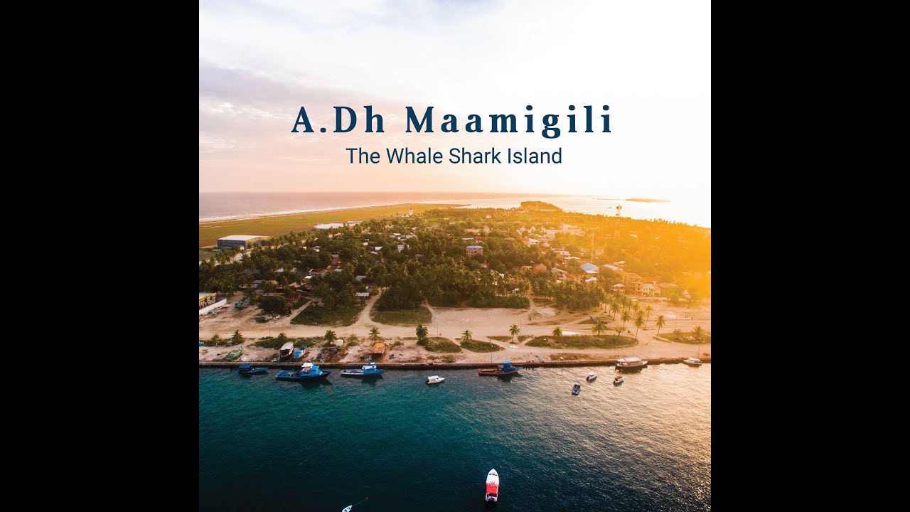 A Dh Maamigili - The Whale Shark island - YouTube