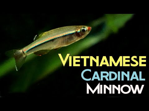 All About Vietnamese Cardinal Minnows: The New White Cloud?