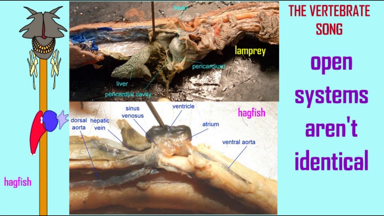 the early vertebrate song - YouTube