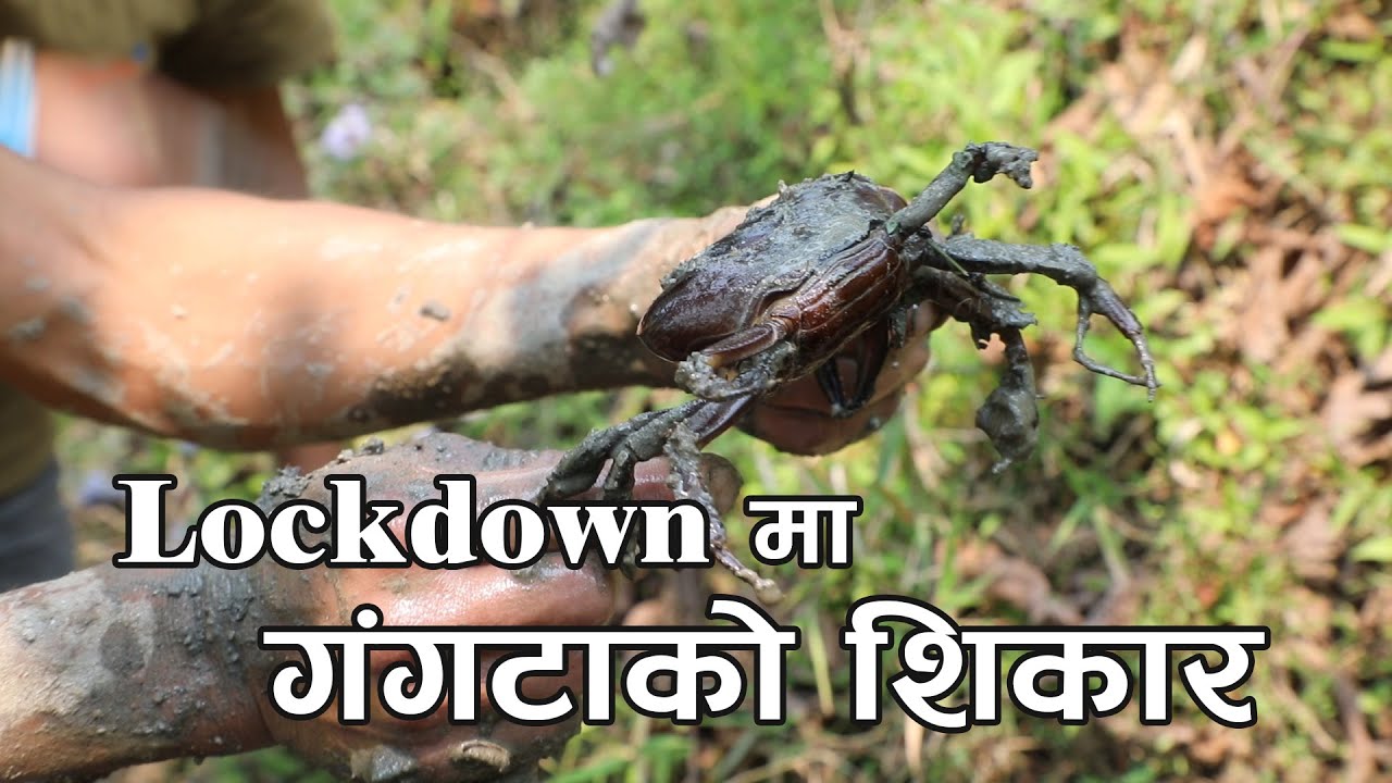 Awesome Crab Fishing On Village in Nepal, Crabbing deep Underwater ...