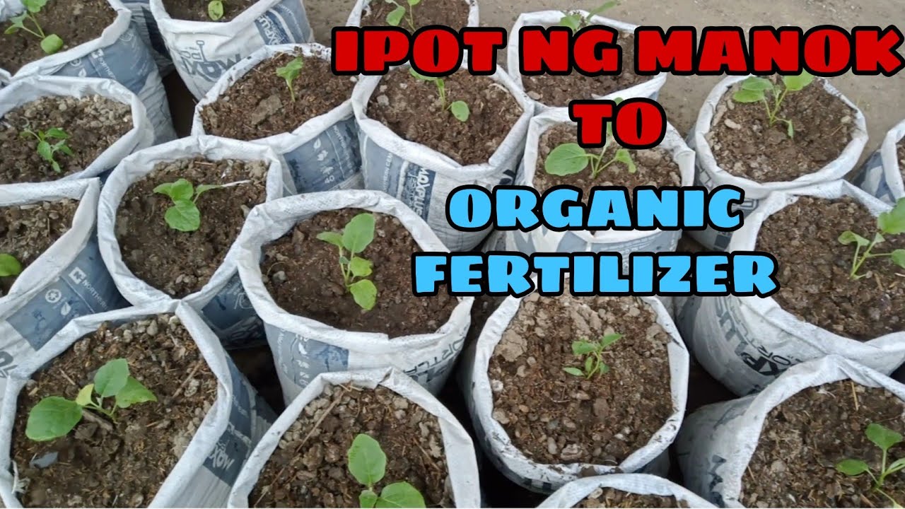 ORGANIC FERTILIZER PARA SA ATING MGA HALAMAN | IPOT NG MANOK.# ...