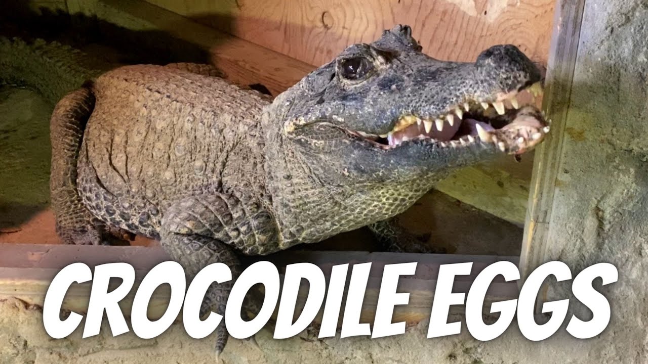 Collecting CROC Eggs At A Reptiles Farm!! - YouTube