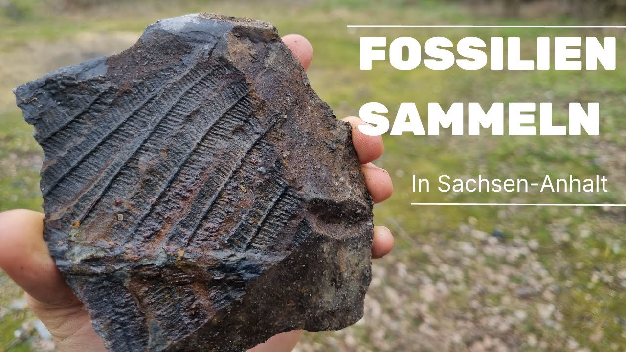 Ich suche Fossilien in Sachsen-Anhalt - YouTube